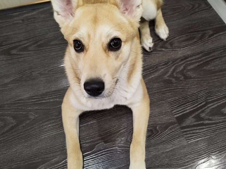 Собака в добрые руки