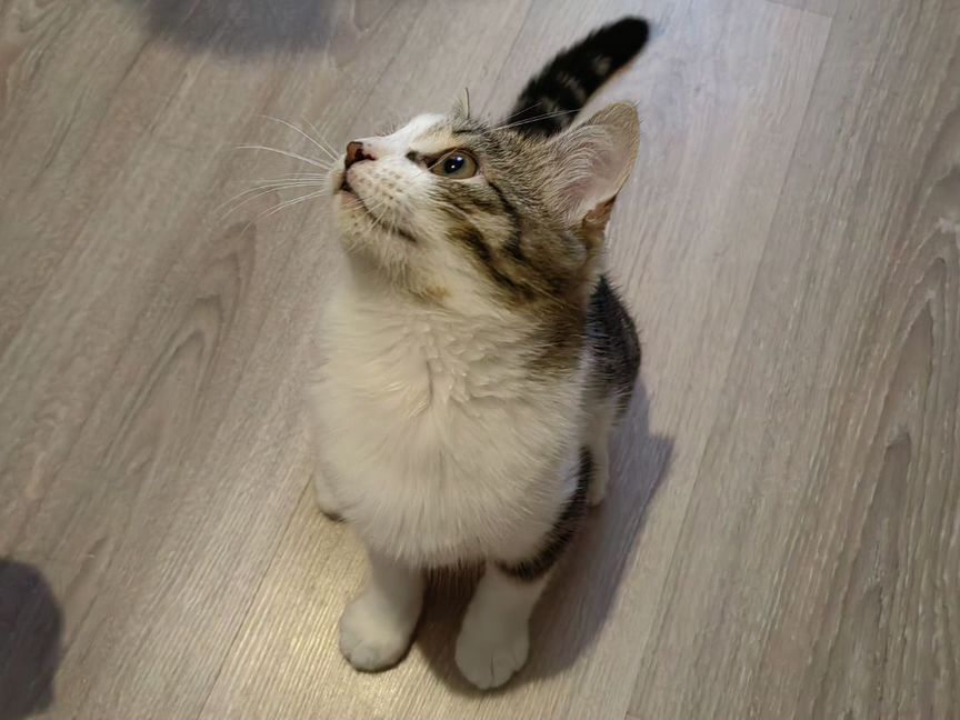 Котенок