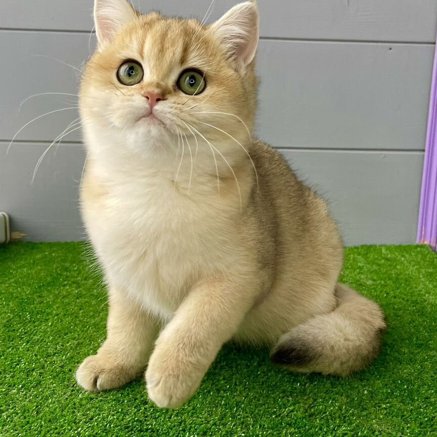Котята Британская Золотая Шиншилла
