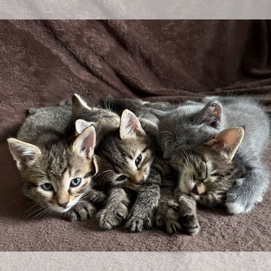 Тайский котёнок