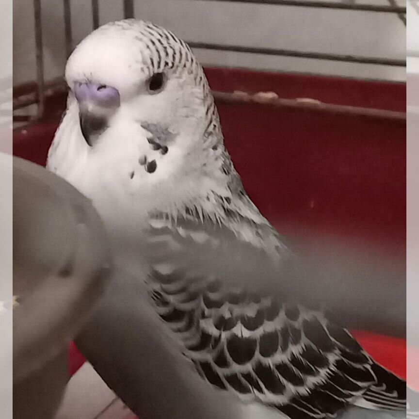 Попугай ввп чех