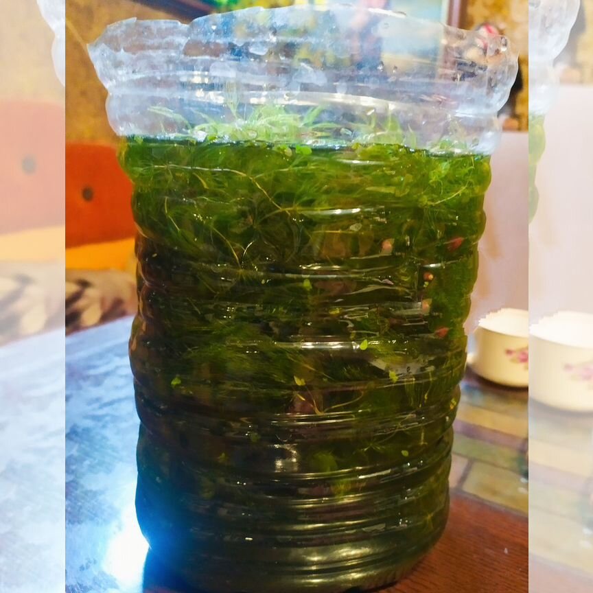 Роголистник