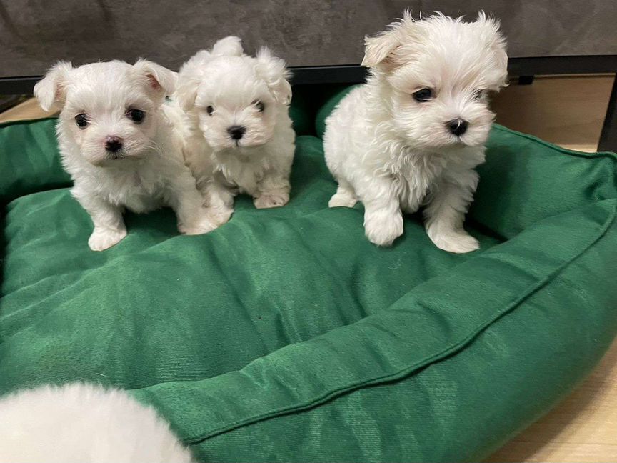 Мальтезе мальтийская болонка mini