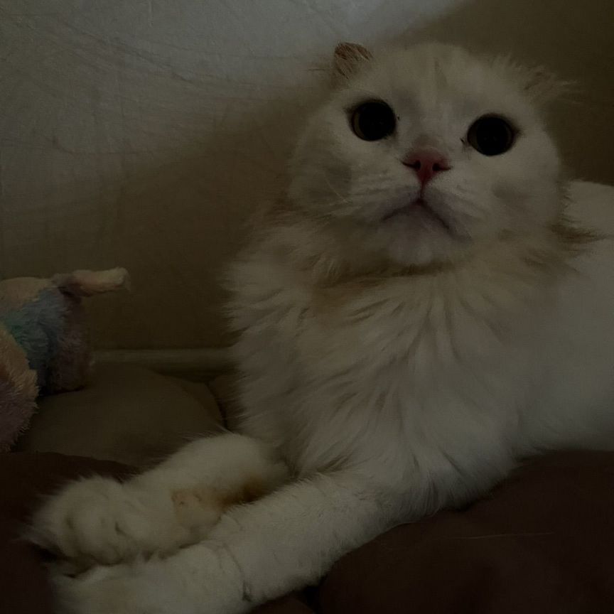 Кот вислоухий в добрые руки