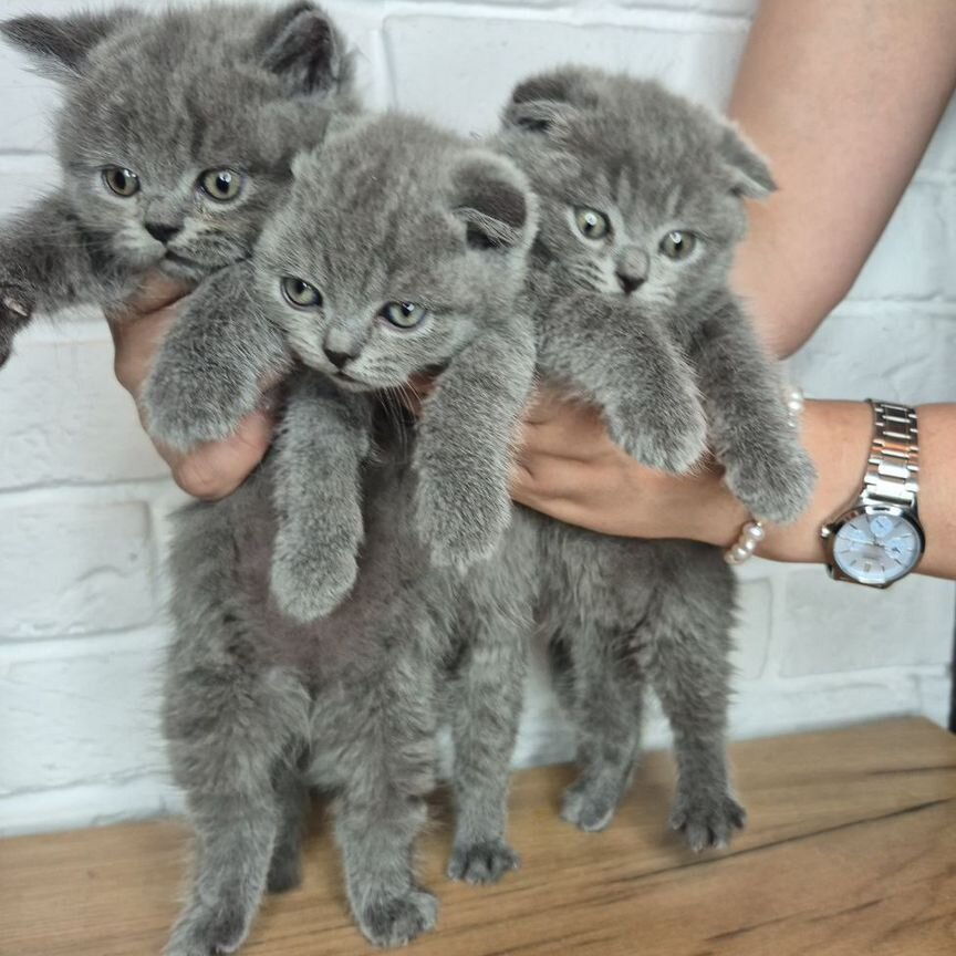 Шотландские котята