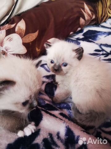 Тайские котята