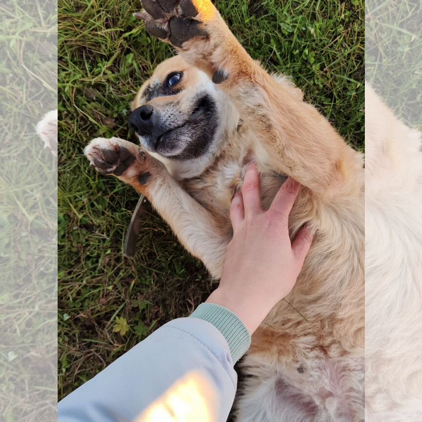 Взрослая собака в добрые руки