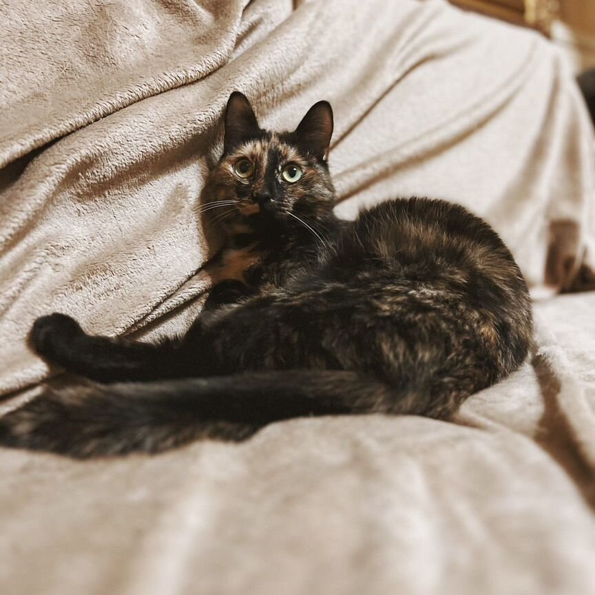 Кира ищет дом