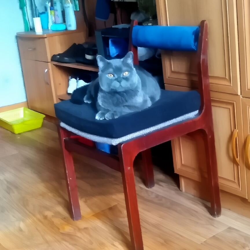 Британский короткошёрстный, взрослый кот