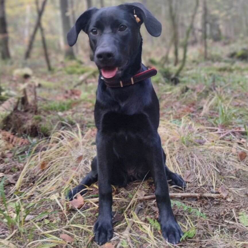 Лабрадор-ретривер, щенок