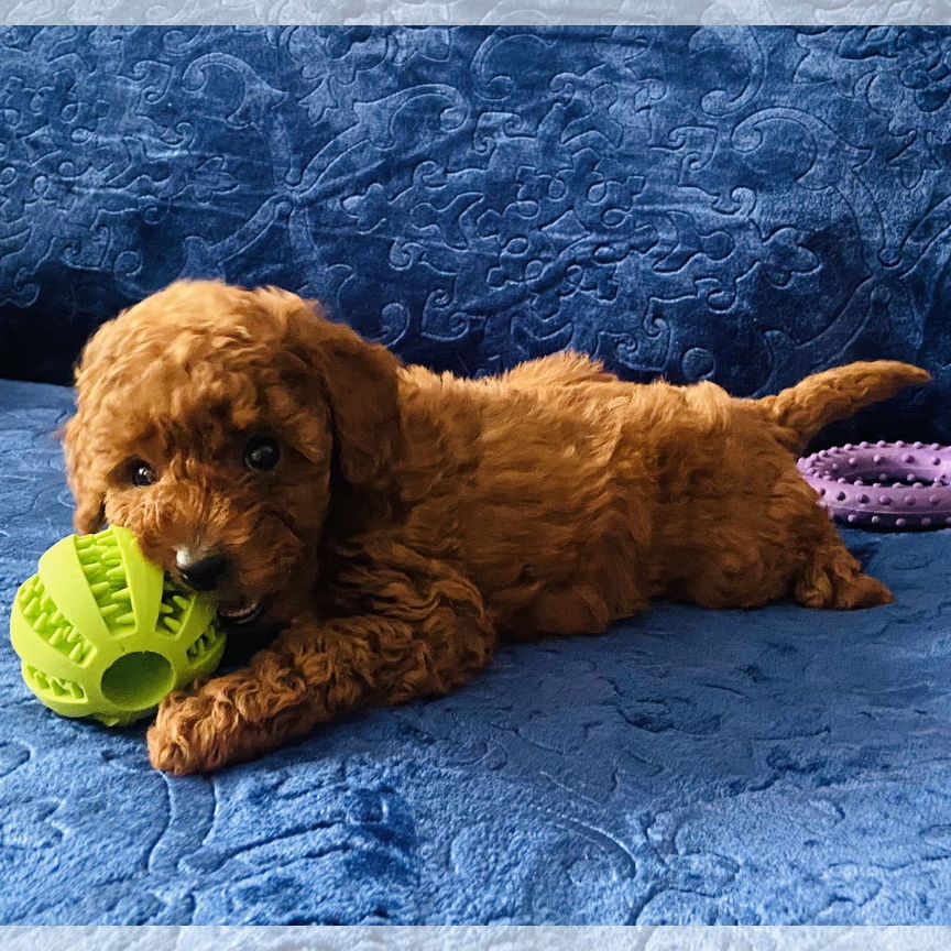 Карликовый пудель, щенок