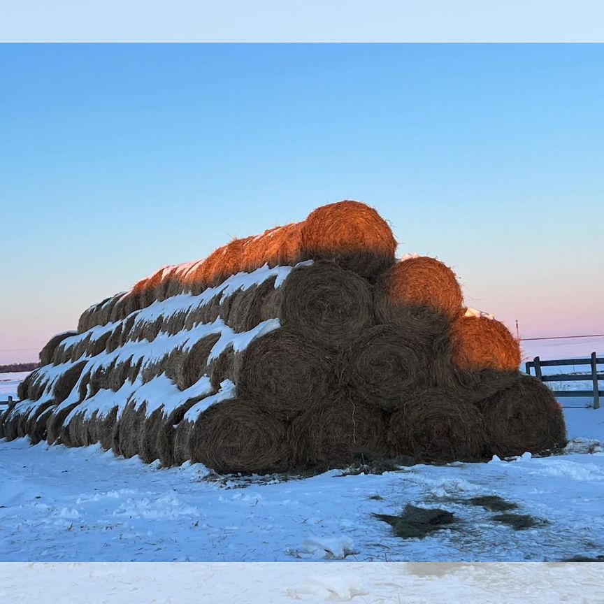 Сено в тюках