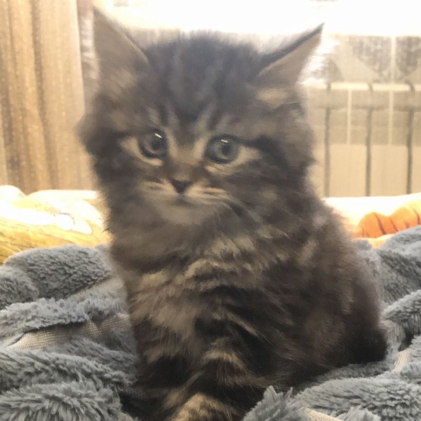 Котенок девочкадобрая,игривая