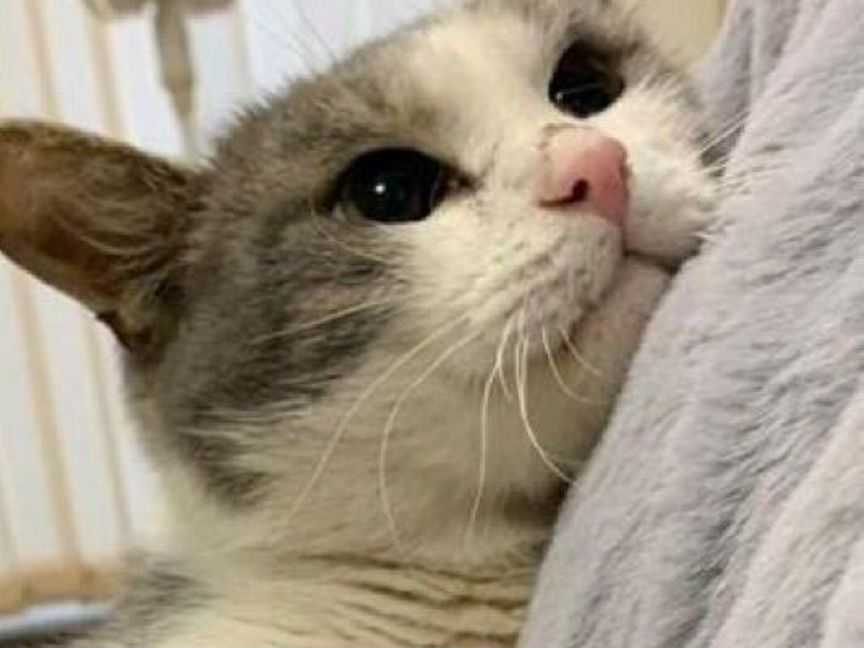 Милый котик Симон очень хочет домой