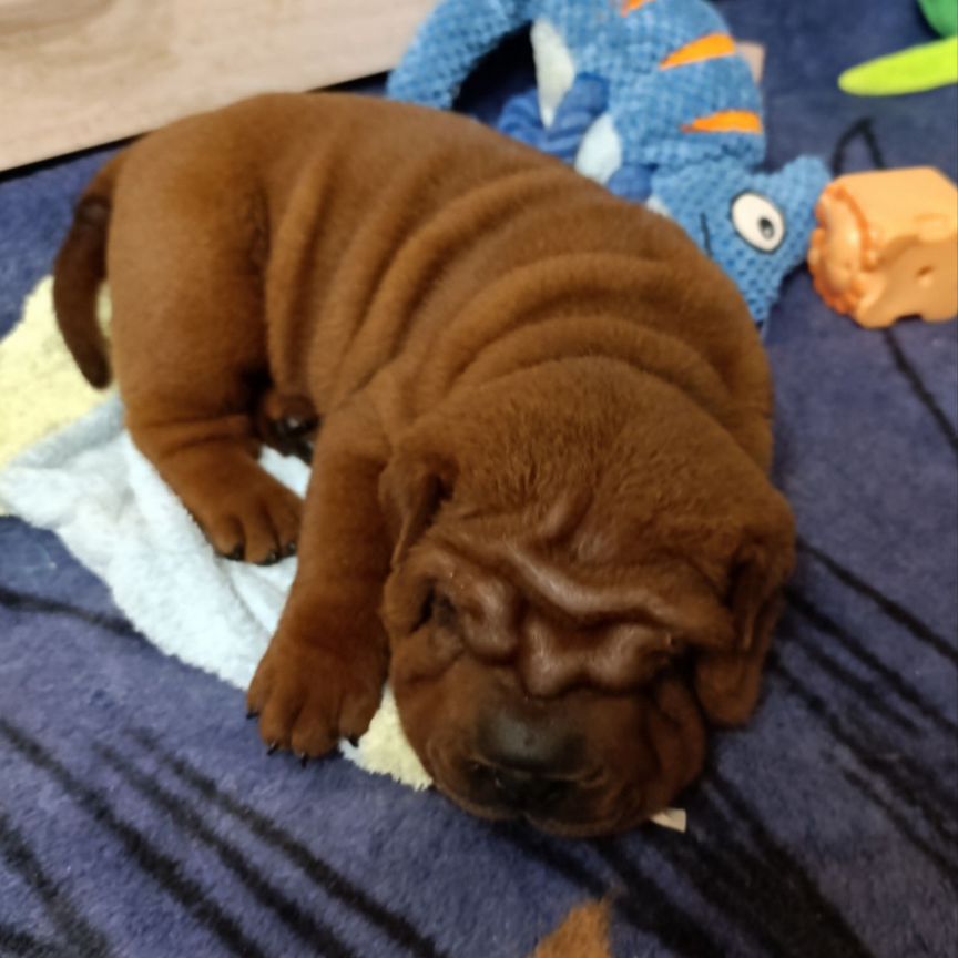 Щенята шарпеюшки для вас)