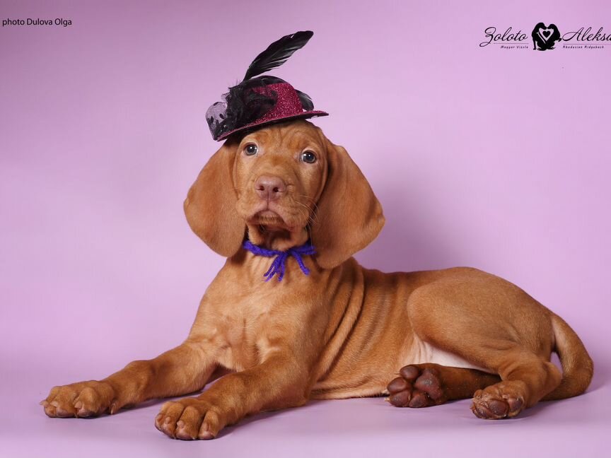 Щенки породы венгерская выжла