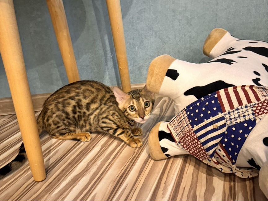 Бенгальские котята