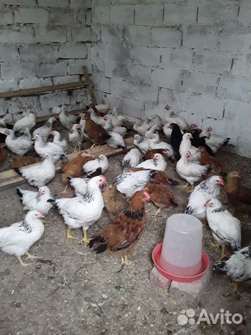 Цыплята.все вопрсы по телефону