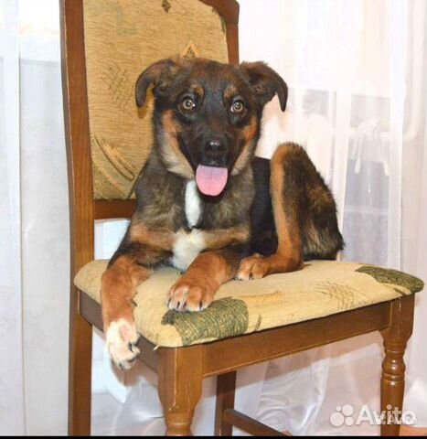 Мелкаш Майк в добрые руки