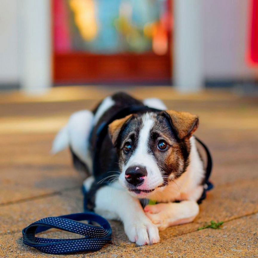 Небольшая квартирная собачка в добрые руки в дар