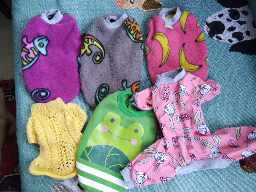 Одежда для кошек сфинкс