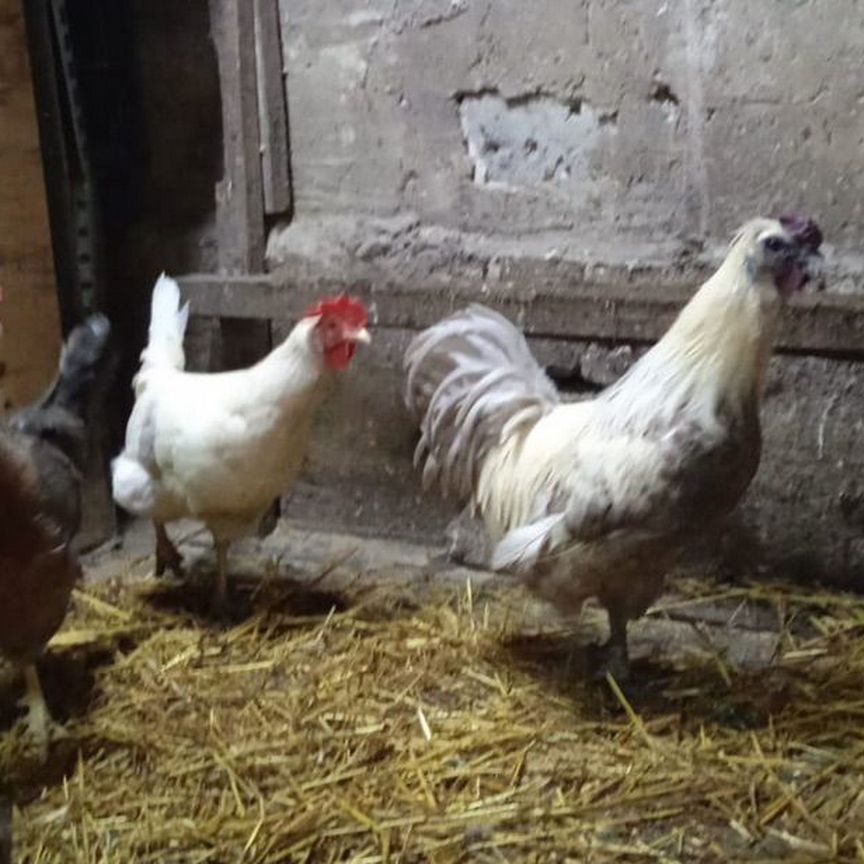 Китайский петух