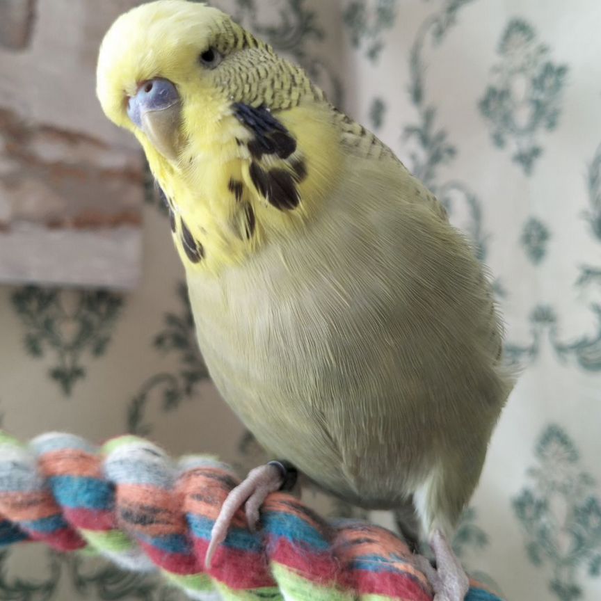 Попугай волнистый ввп