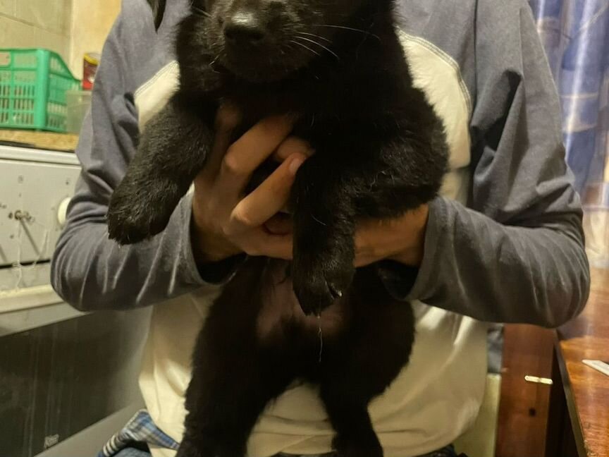 Щенок Хаски бесплатно