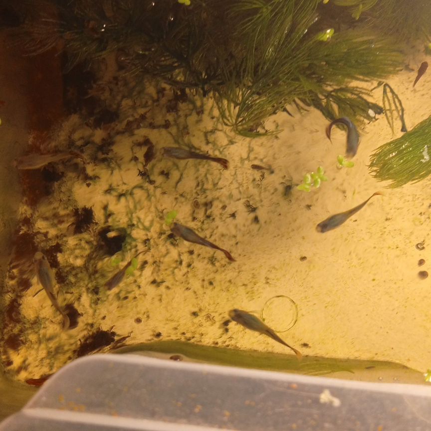 Мальки гуппи