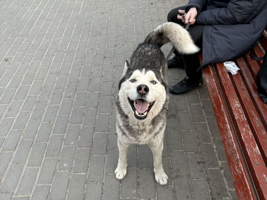 Хаски в добрые руки
