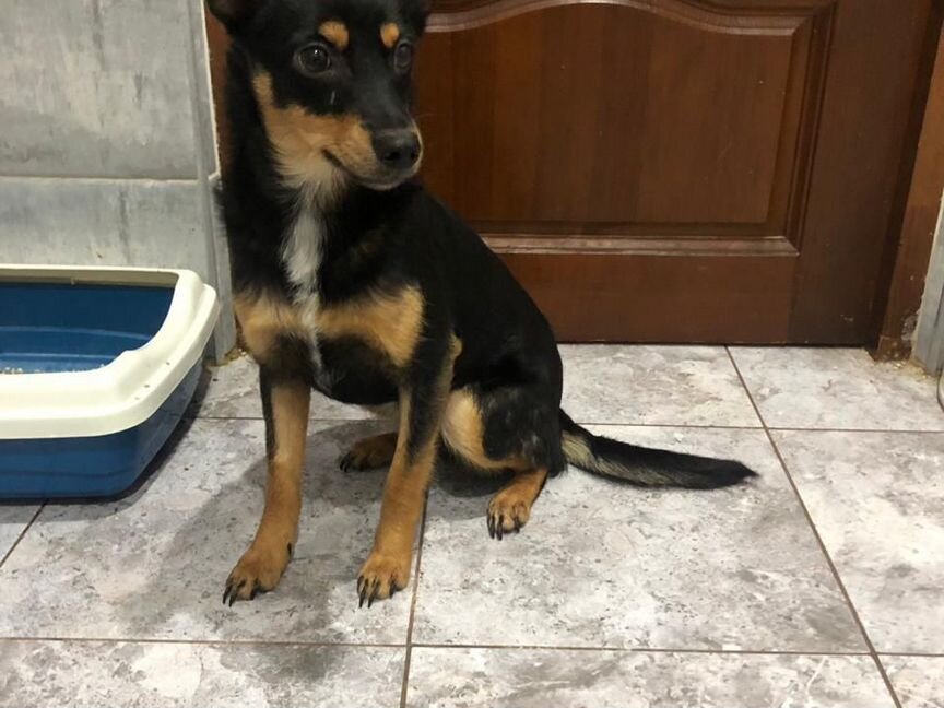 Маленькая собачка Лиза вес 7 кг