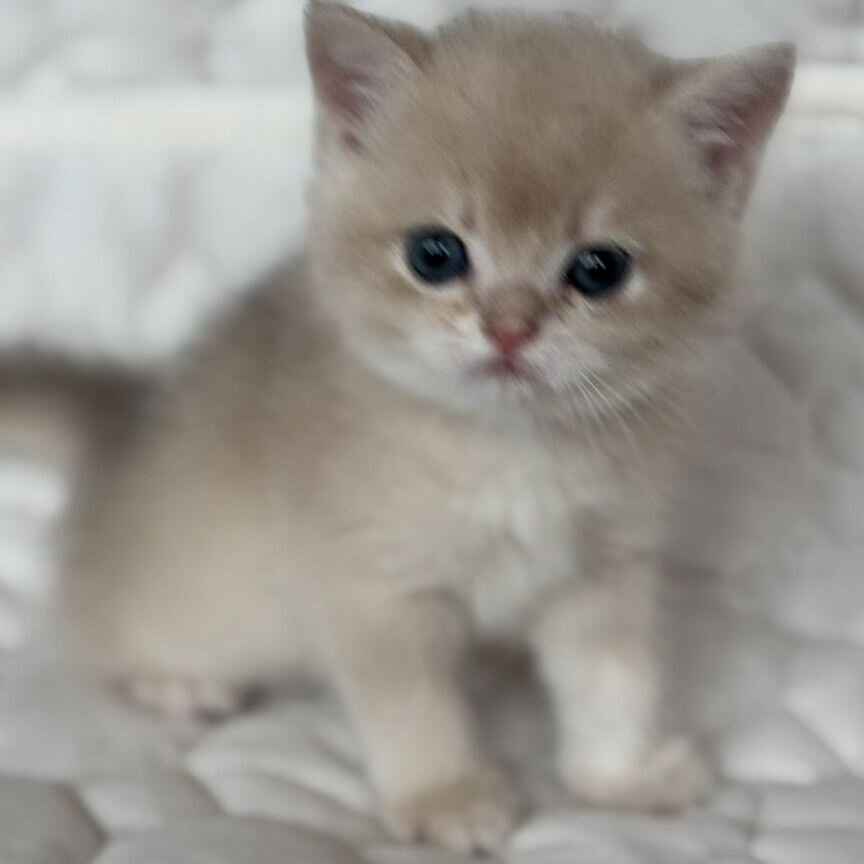 Британский короткошёрстный котёнок