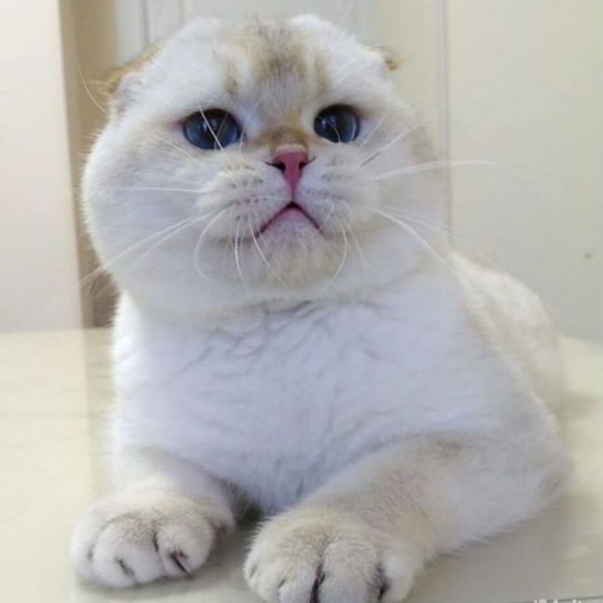 Шотландский котик