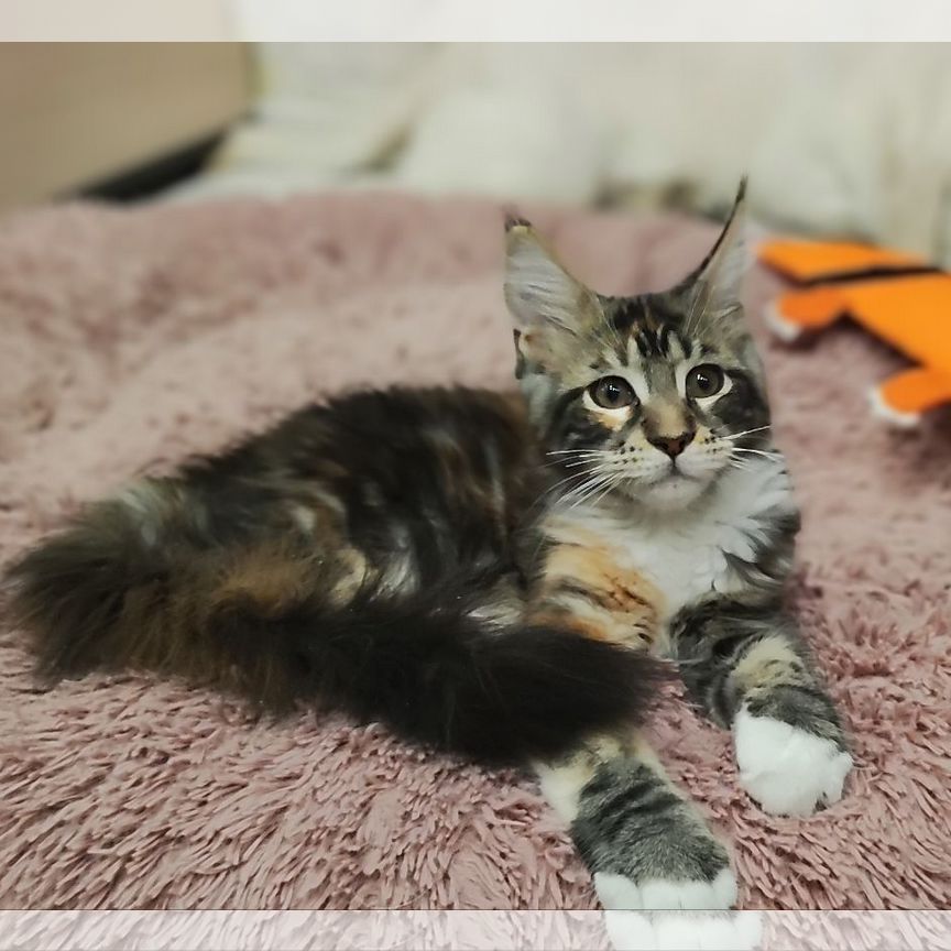 Мейн-кун котёнок