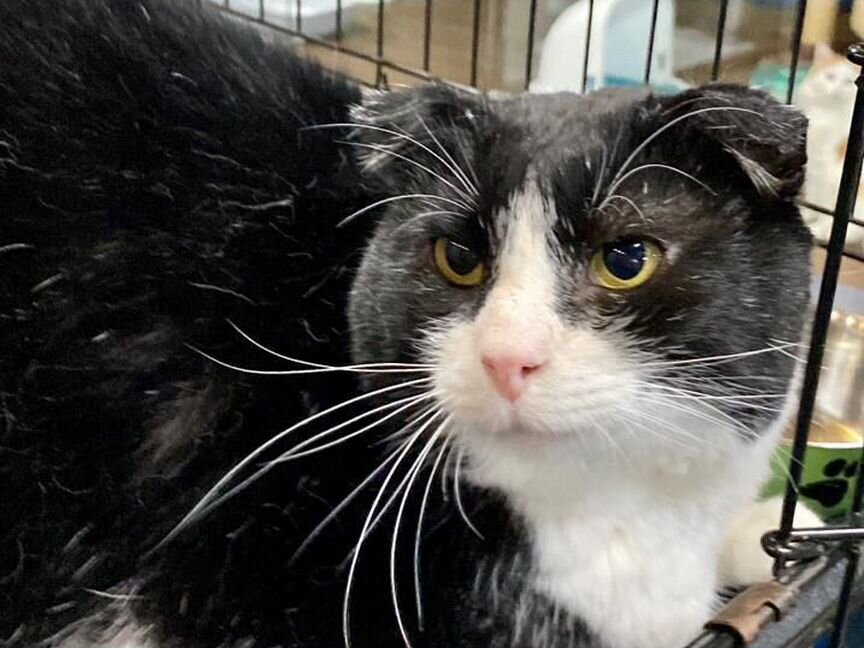 Котик Шипик