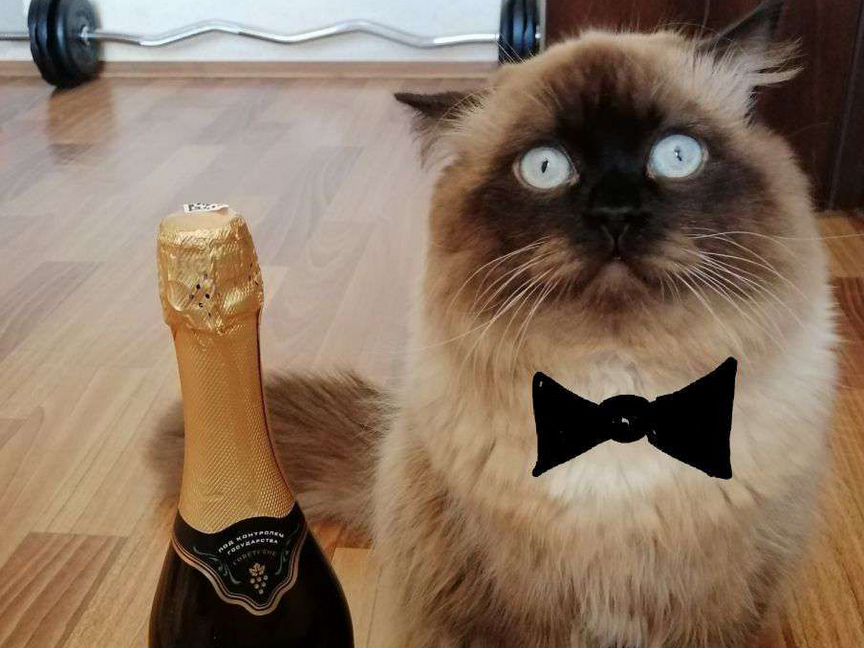 Вязка Невский маскарадный кот