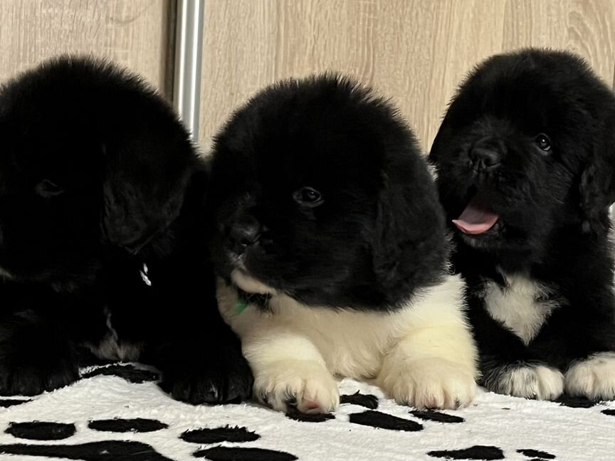 Чудесные щенята