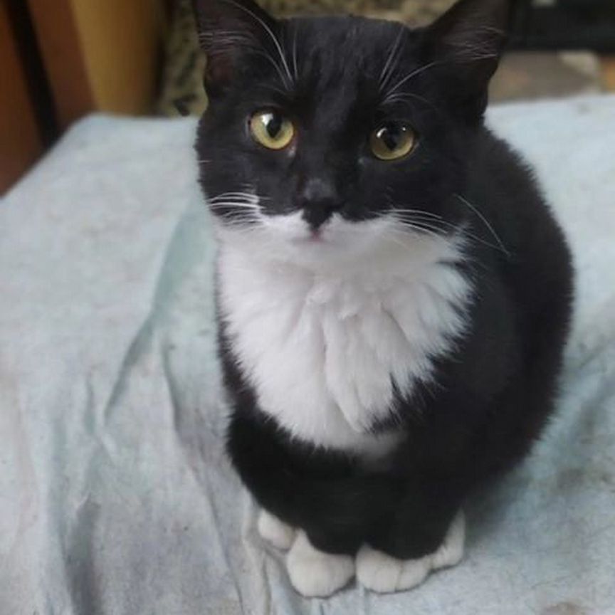 Котёнок окраса маркиз бесплатно