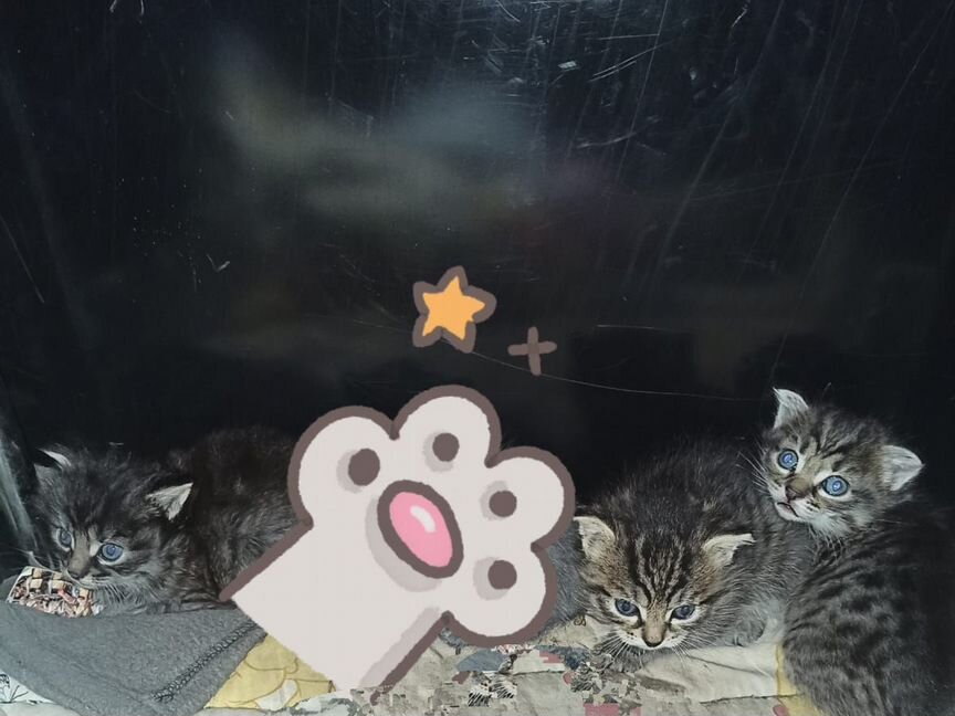 Котята в добрые руки бесплатно мальчики