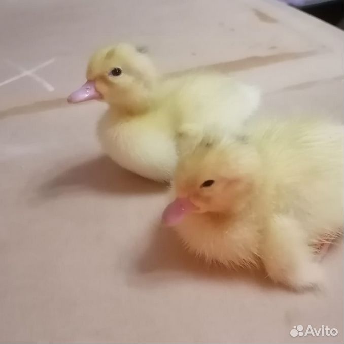 Утята Муларды, вывод 7 июля