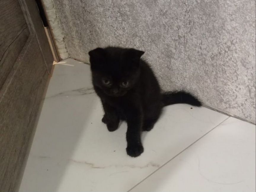 Кошки породистые бесплатно