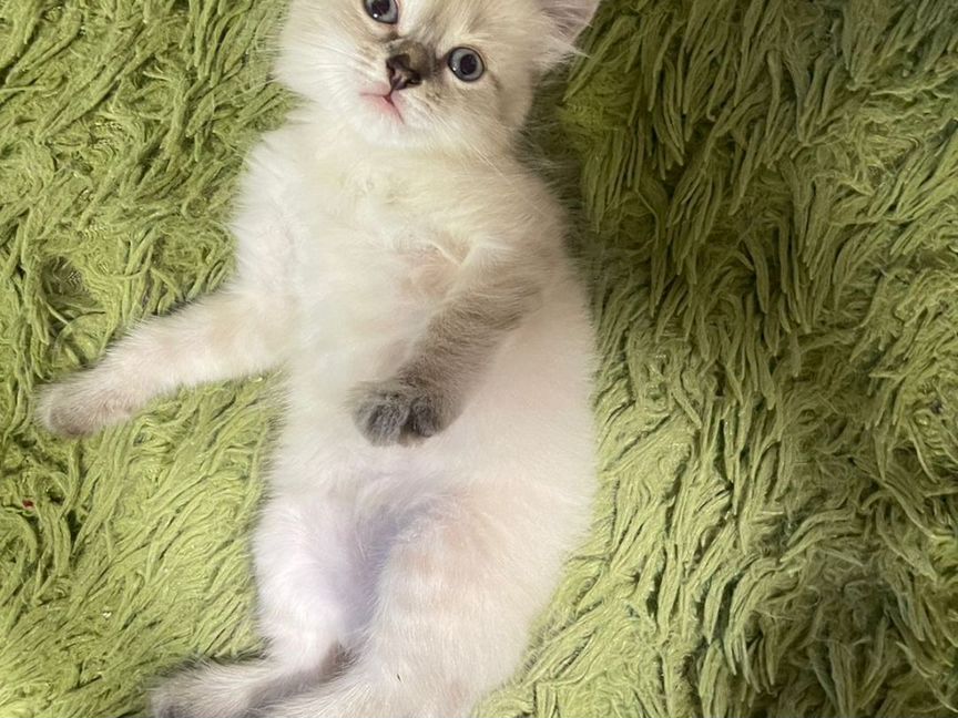 Котята отдам добрые руки, мальчики