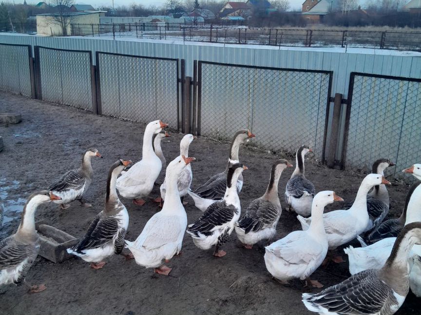 Инкубационное яйцо гуся