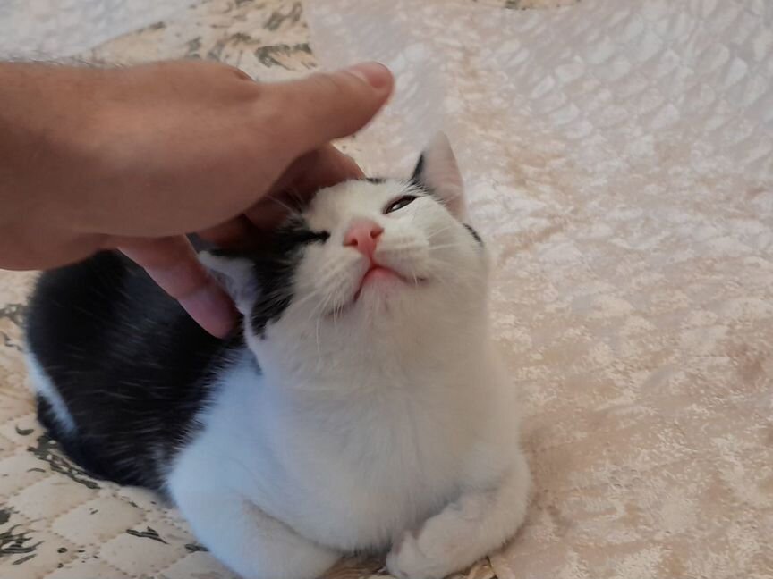 Отдам котенка в добрые руки