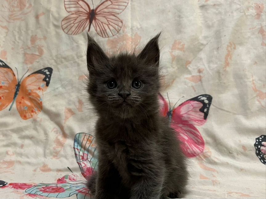 Котята Мейн-кун