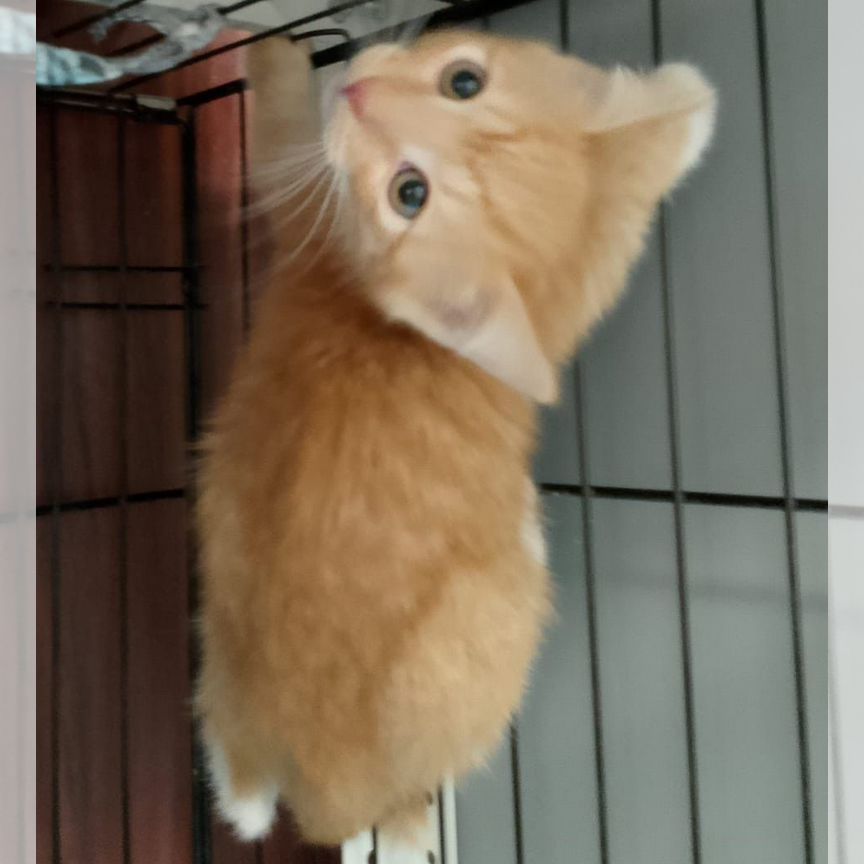 Заберите малышей домой