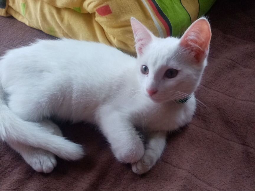 Домашний белый котик