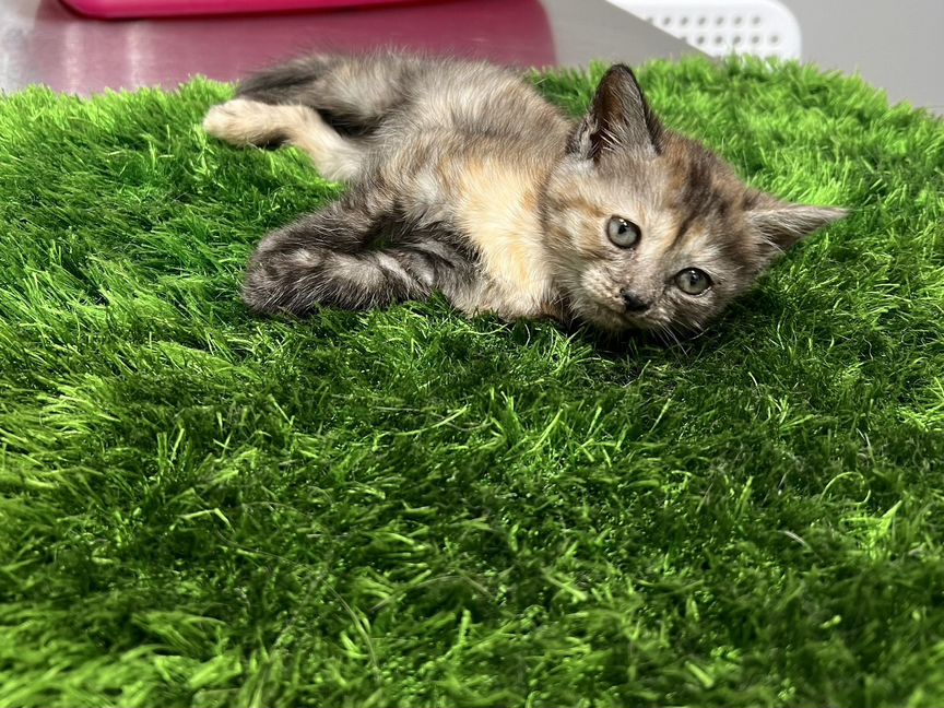 Малышата Ищут мампап