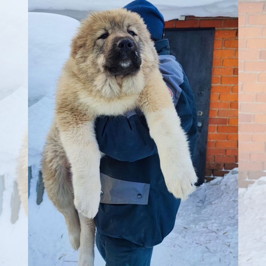 Кавказская овчарка, щенок