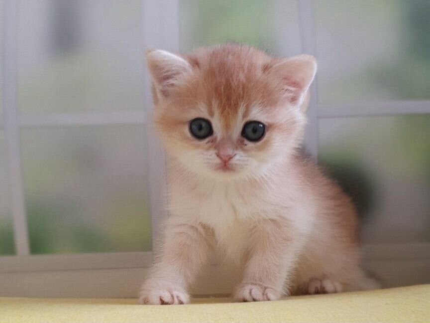 Особенный котёнок не для всех